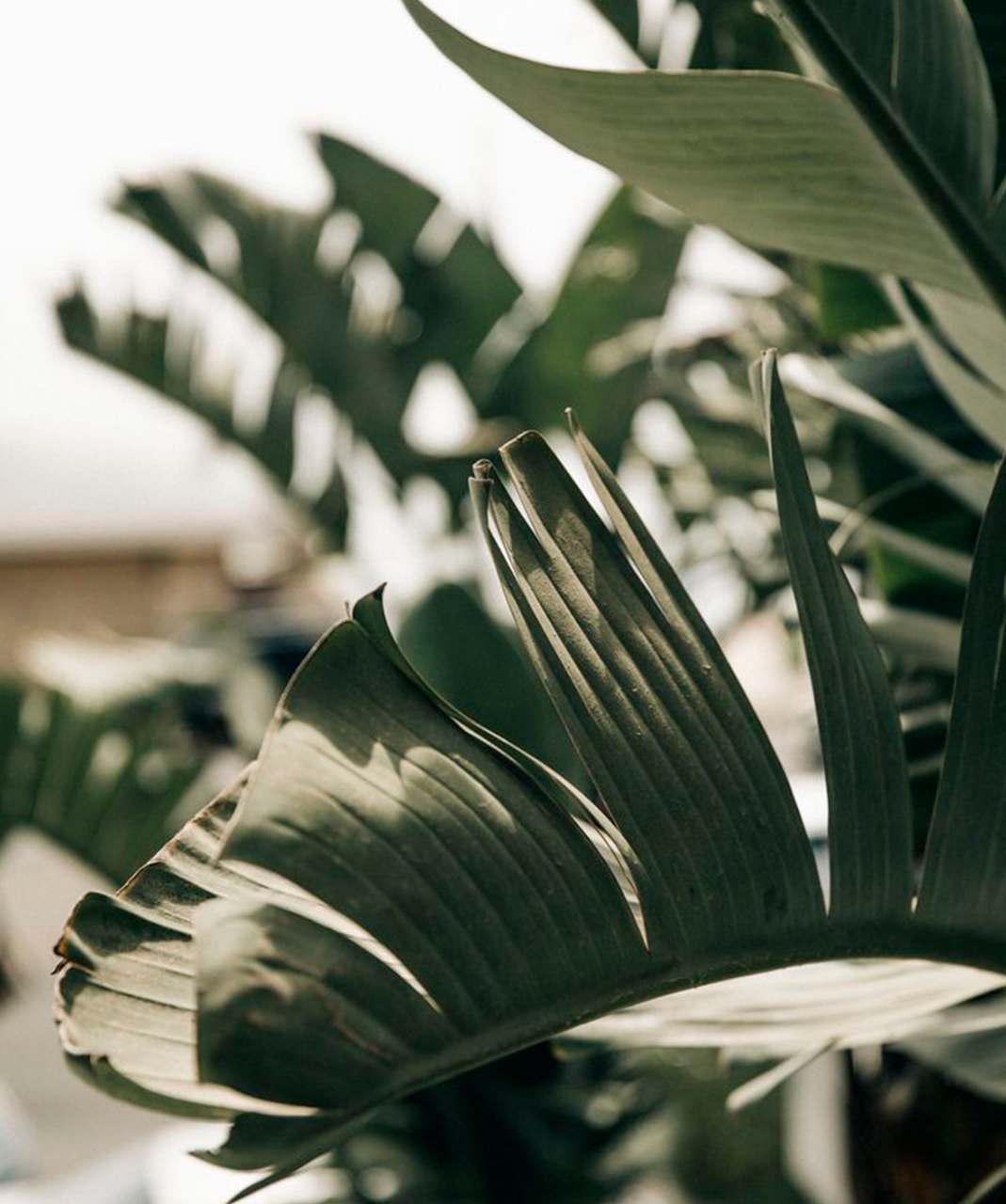 Inicio • Sublim Beach